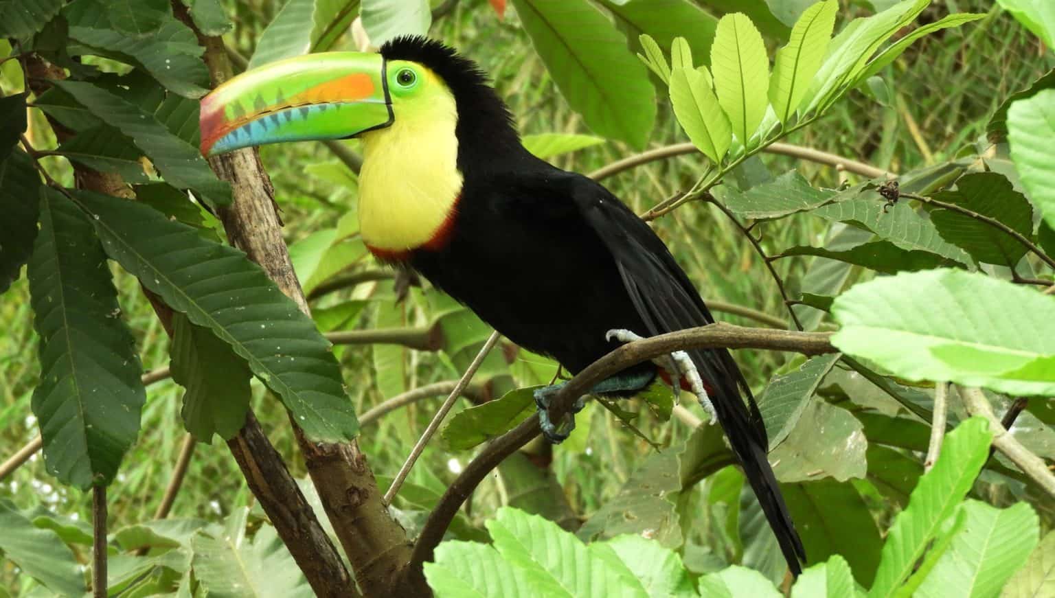 Tucan im Amazonas - Kreuzfahrt Blog