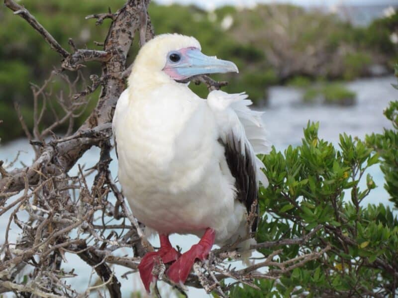 Bird Watching auf den Outer Islands der Seychellen - Kreuzfahrt Blog